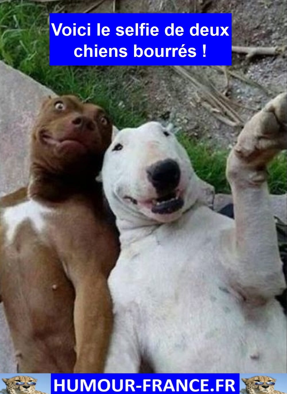 Voici le selfie de deux chiens bourrés ! - Humour-France.fr