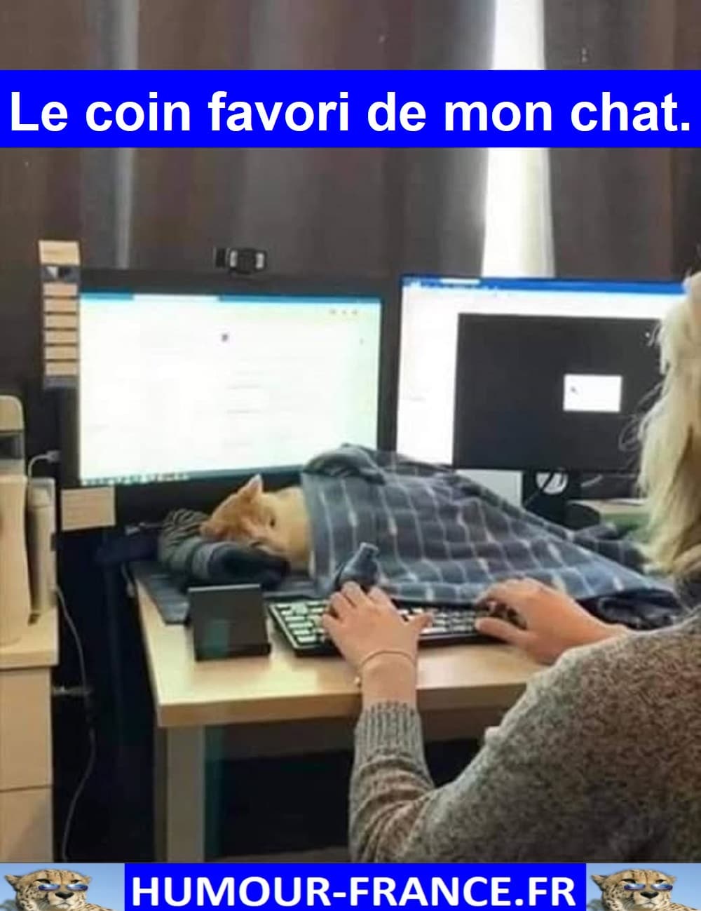 Le coin favori de mon chat. - Humour-France.fr