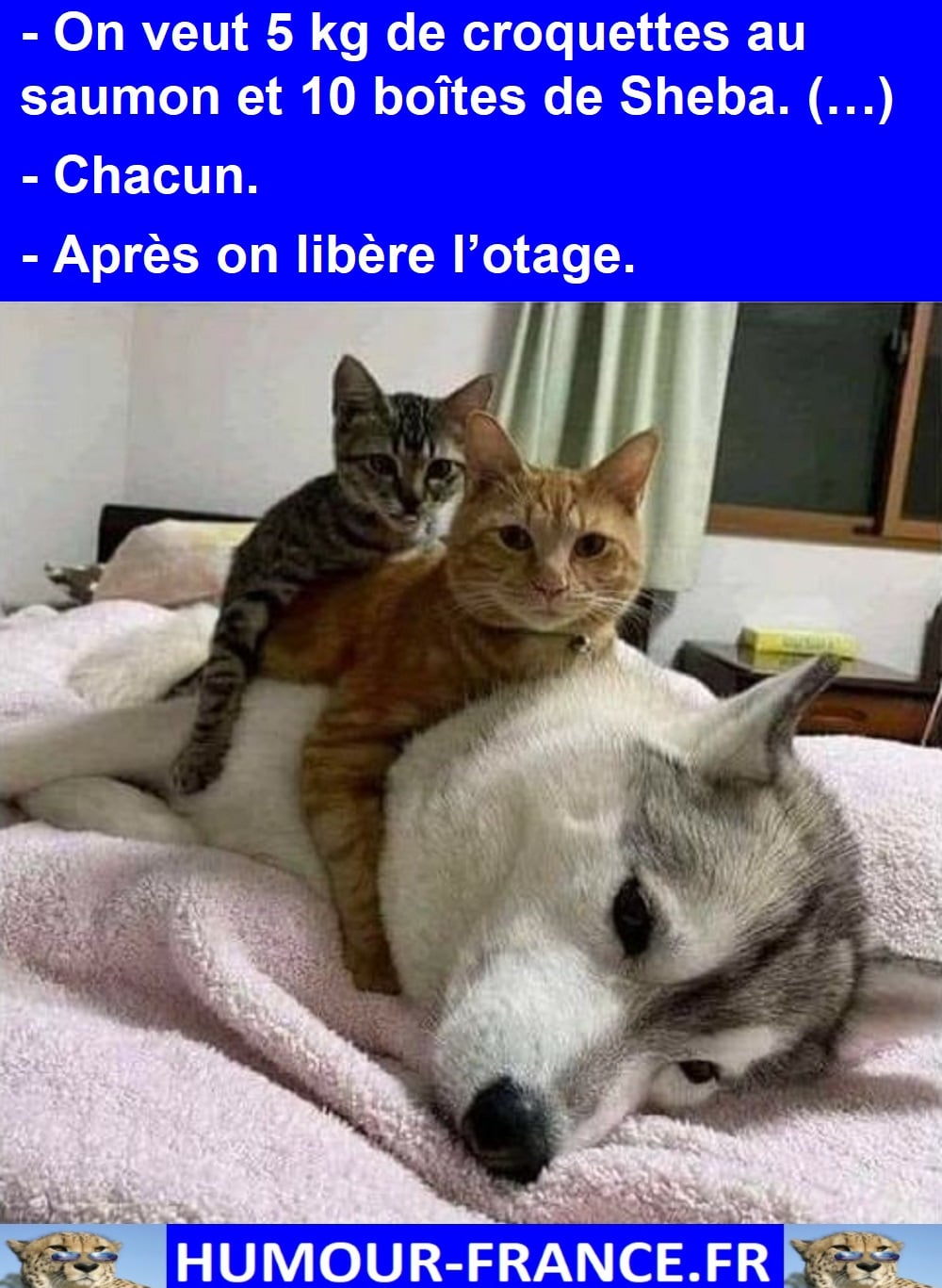 On veut 5 kg de croquettes au saumon et 10 boîtes de Sheba. - Humour ...
