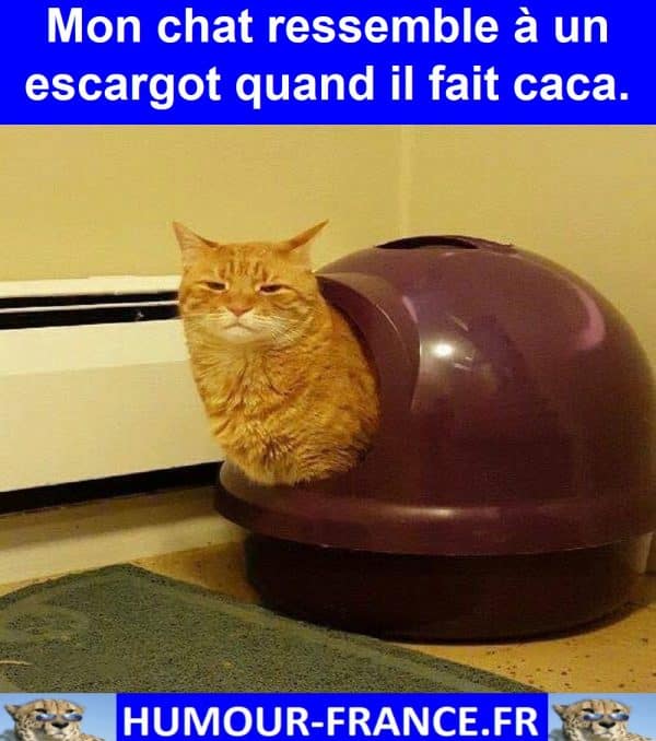Mon chat ressemble à un escargot quand il fait caca. - Humour-France.fr