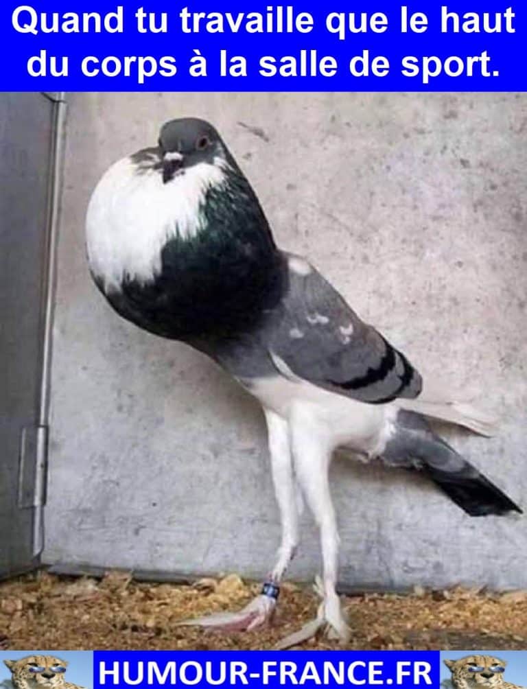 Quand tu travaille que le haut du corps à la salle de sport. - Humour ...