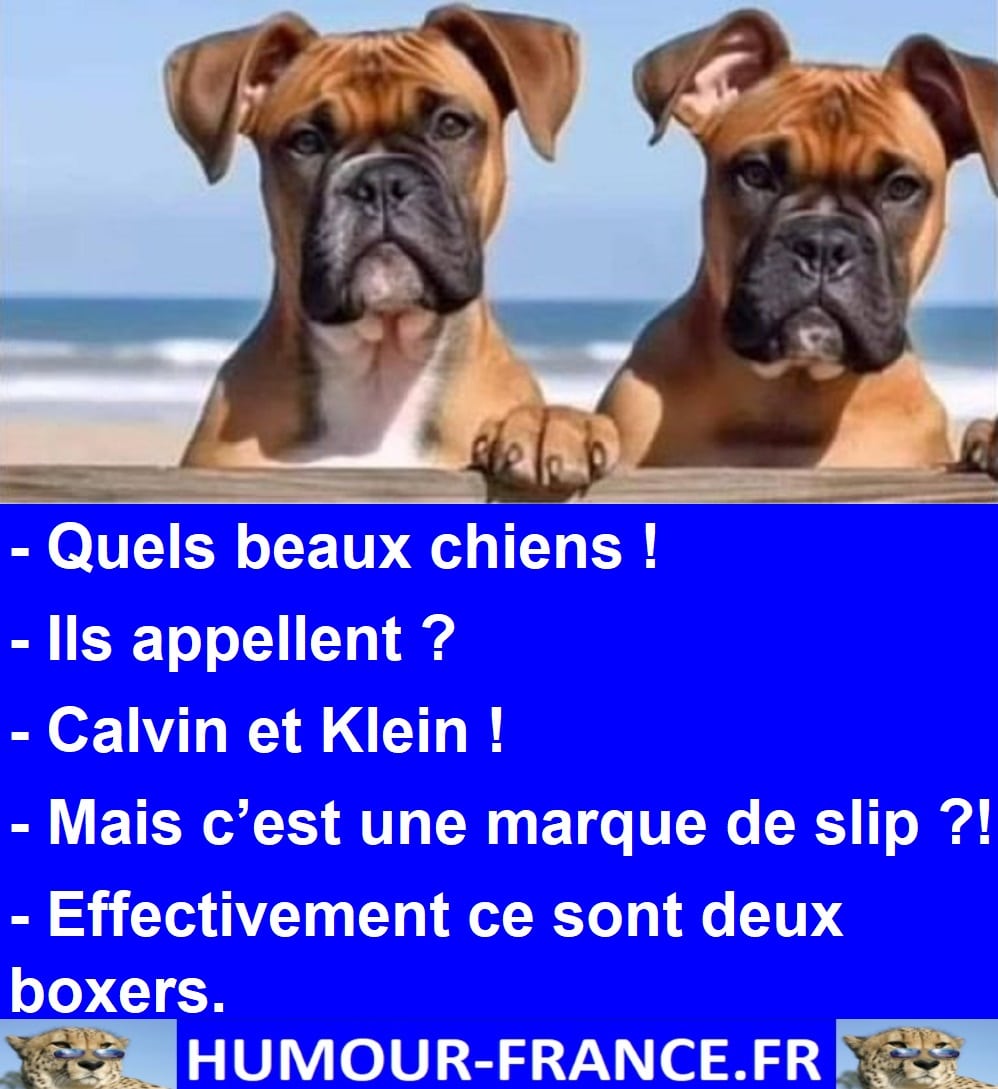 Quels beaux chiens ! - Humour-France.fr